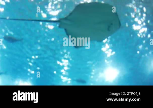 Footage of stingrays, sharks and fishes swimming in big aquarium at zoo ...