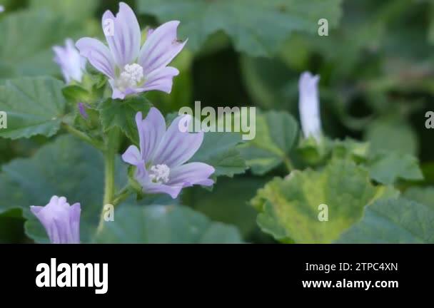 Mallow species Stock Videos & Footage - HD and 4K Video Clips - Alamy