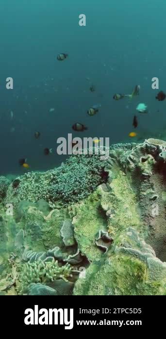 Underwater background with tropical fish and hard coral reefs under the ...