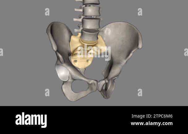 The sacrum is the triangular bone just below the lumbar vertebrae Stock ...