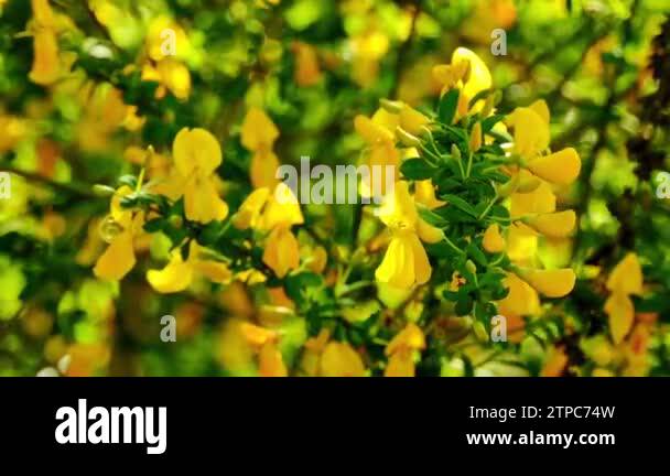 Common broom cytisus scoparius Stock Videos & Footage - HD and 4K Video ...