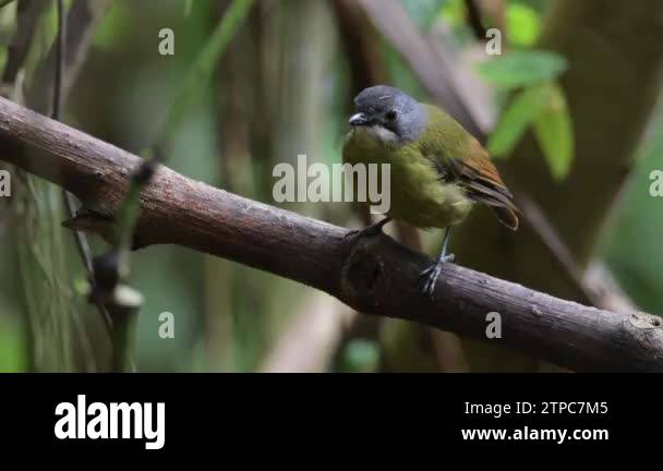 Pachycephalopsis hattamensis Stock Videos & Footage - HD and 4K Video ...
