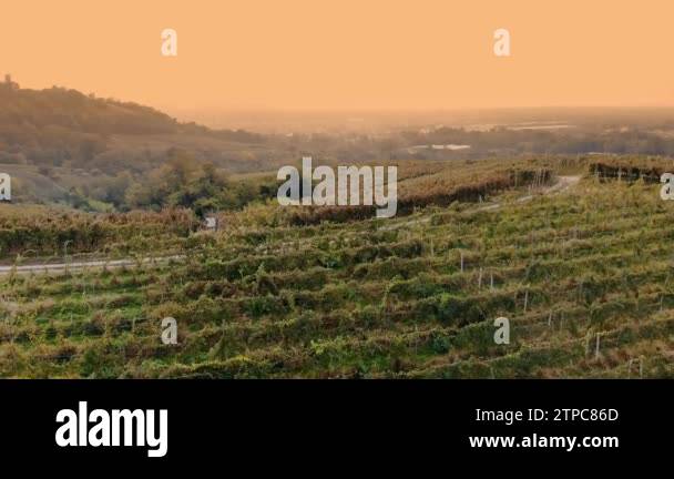Rows of vine in vineyards. Top view. Tidy rows of grapevines with ...