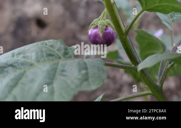 Plant of Eggplant or Solanum melongena also called eggplant, terung ...