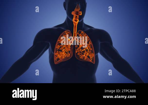 The bronchial tree and alveoli in the human respiratory system Stock ...