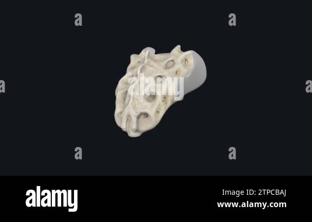 The sacrum is the triangular bone just below the lumbar vertebrae Stock ...