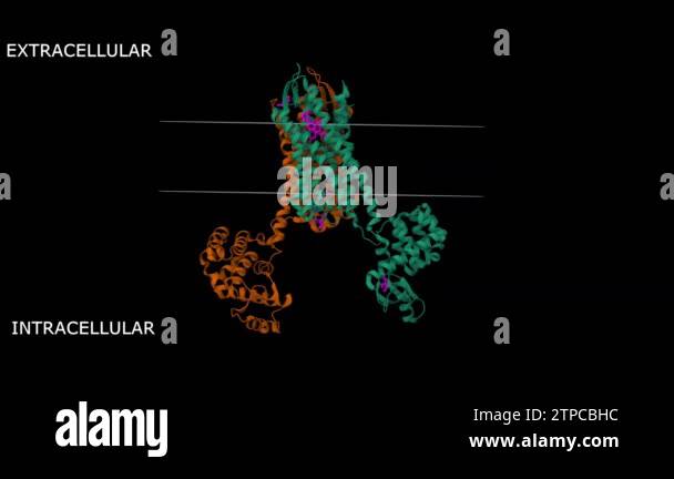 Structure of the human kappa opioid receptor in complex with JDTic ...