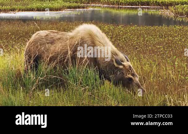 Large moose rack Stock Videos & Footage - HD and 4K Video Clips - Alamy