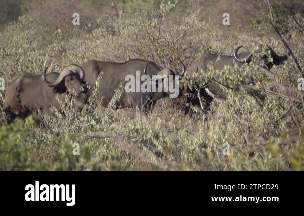 Buffalo group horns Stock Videos & Footage - HD and 4K Video Clips - Alamy