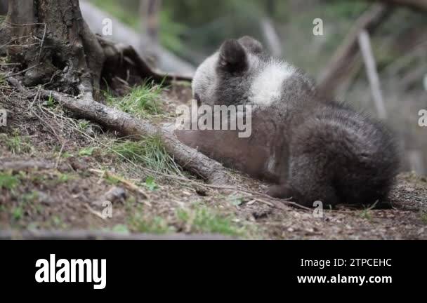 Bear hugging tree Stock Videos & Footage - HD and 4K Video Clips - Alamy