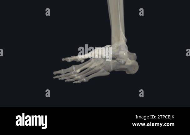 The dorsal talonavicular ligament is a broad, thin band, which connects ...