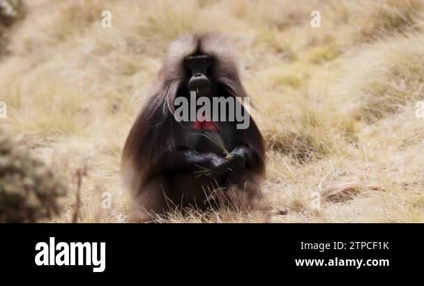 Theropithecus gelada male ethiopia simien Stock Videos & Footage - HD ...