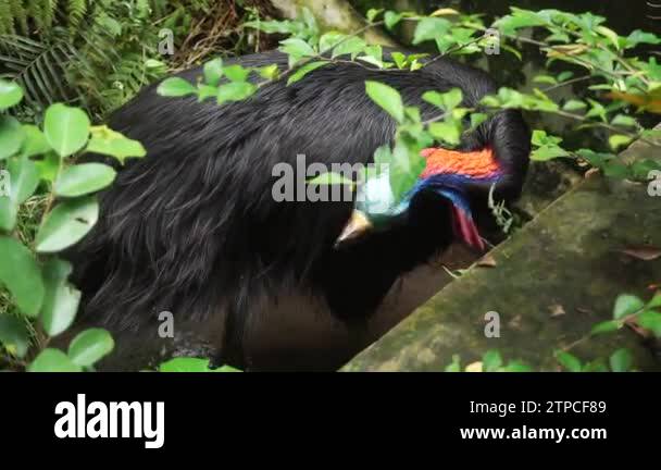 The cassowary is the largest bird, native to Papua New Guinea and ...