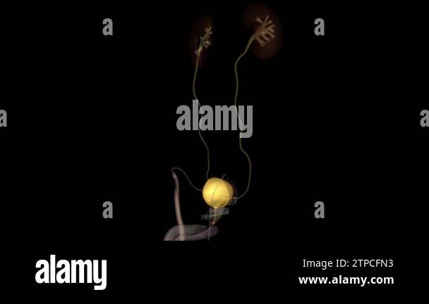 The inner lining of the urinary bladder is a mucous membrane of ...