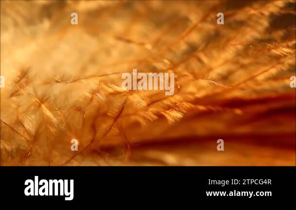 Parts of a colorful rooster feather with details moving Stock Video ...