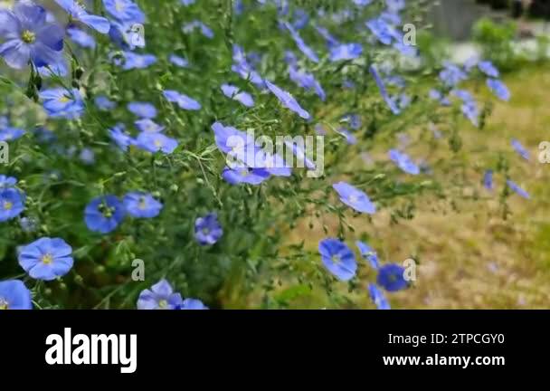 Wild blue flax linum Stock Videos & Footage - HD and 4K Video Clips - Alamy