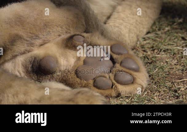 The lions back Stock Videos & Footage - HD and 4K Video Clips - Alamy