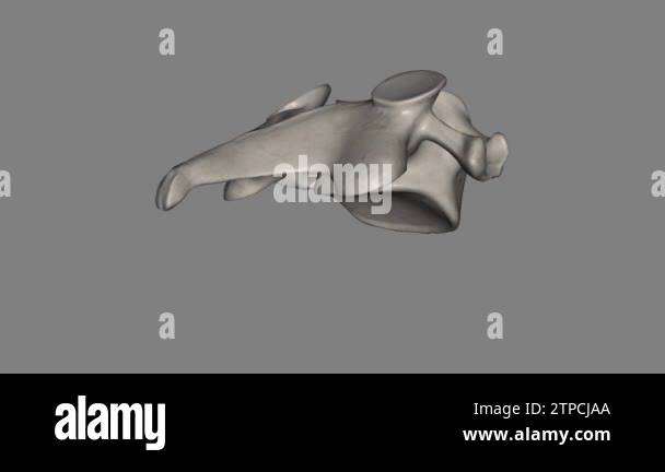 The C6 spinal vertebra is part of the cervical spinal cord, located in ...