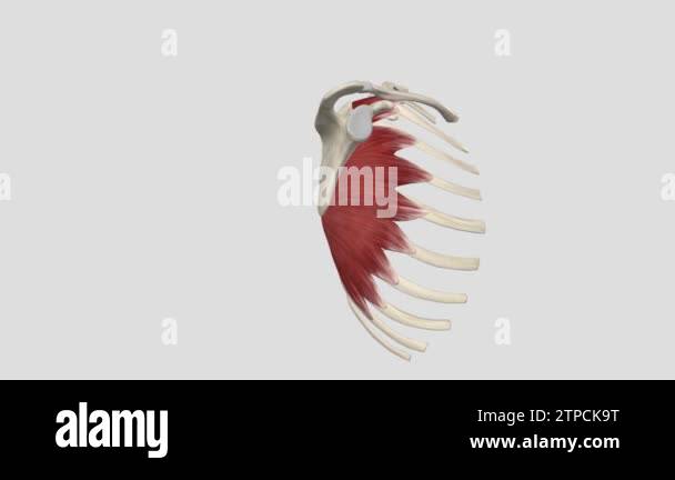 The serratus anterior muscle is a fan-shaped muscle at the lateral wall ...