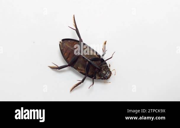 Hydrophilidae, Hydrophilus water beetle insect with upside down body on ...