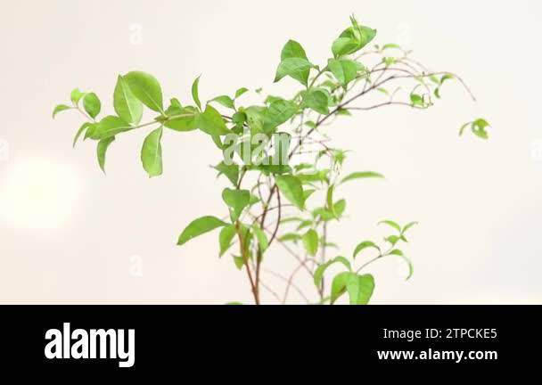 Henna lawsonia inermis plant Stock Videos & Footage - HD and 4K Video ...