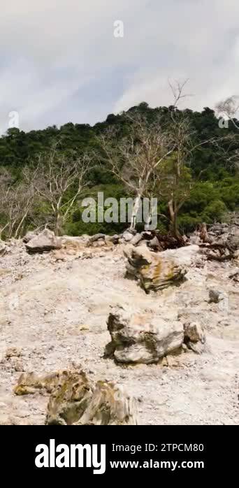 Volcanic landscape with withered trees after a volcanic eruption in the ...