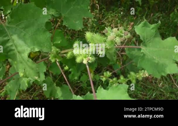 Bur plant Stock Videos & Footage - HD and 4K Video Clips - Alamy