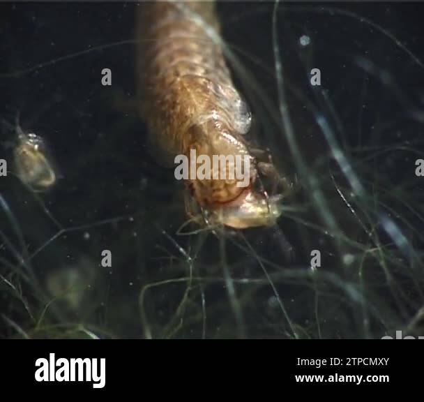 The larva of the predatory water beetle catches and eats the small ...