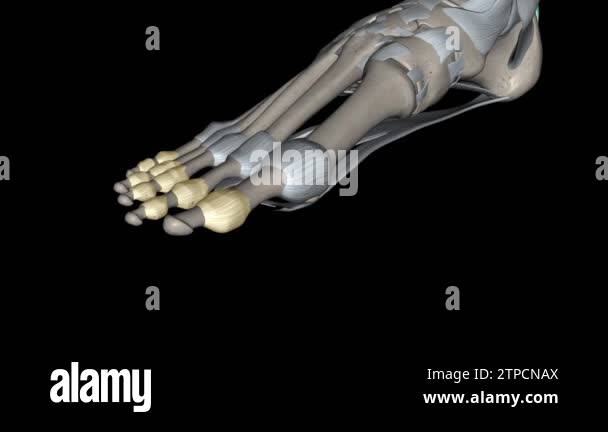 The interphalangeal joints of the foot are between the phalanx bones of ...