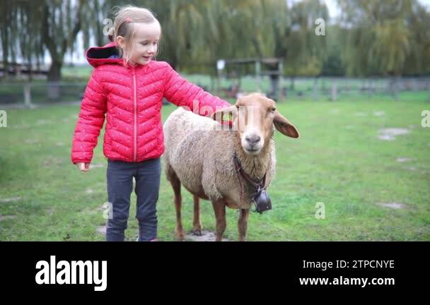 Adorable preschooler girl playing with sheep at farm. Child ...