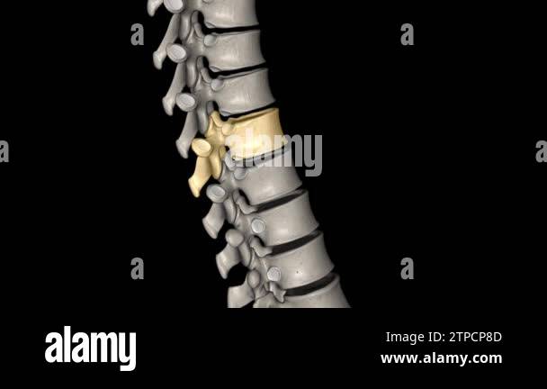 Thoracic Vertebral, T9 Twelve vertebrae are located in the thoracic ...