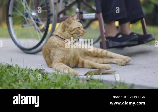 Feline therapy or therapy cats for dementia patients , stimulate activity and decrease ...