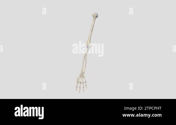The free part of upper limb denotes the distal segment of the upper ...