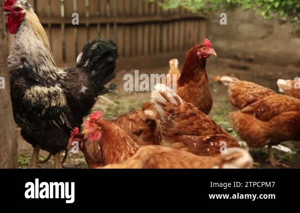 Chickens walk Stock Videos & Footage - HD and 4K Video Clips - Alamy