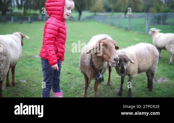Adorable preschooler girl playing with sheep at farm. Child ...