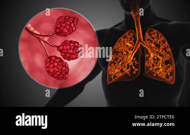 The alveolar structure of the human respiratory system Stock Video ...