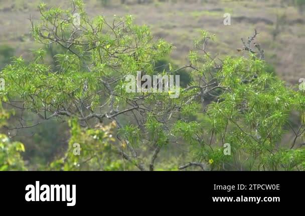 Guan tree Stock Videos & Footage - HD and 4K Video Clips - Alamy
