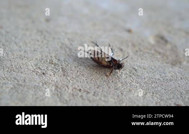 Beetle indonesia Stock Videos & Footage - HD and 4K Video Clips - Alamy