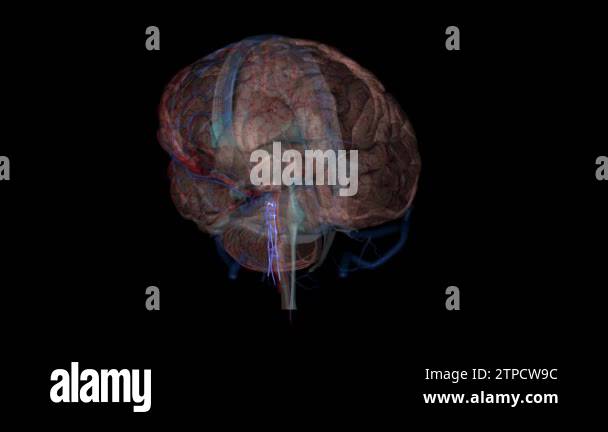 The basilar venous plexus lies between the endosteal and meningeal ...