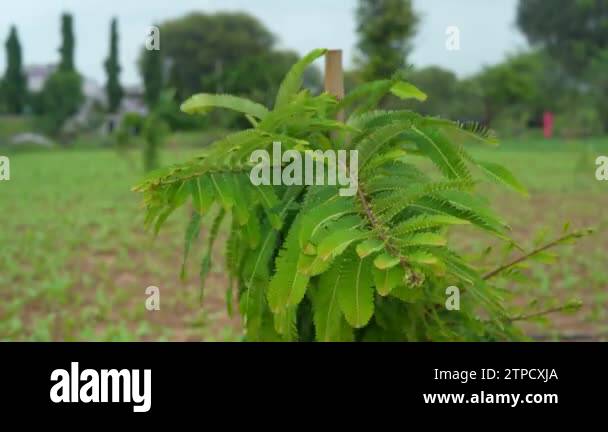 Common indian tree Stock Videos & Footage - HD and 4K Video Clips - Alamy