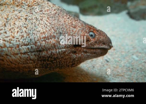 Giant muray Eel fish while breathing on deep ocean abyss water ...
