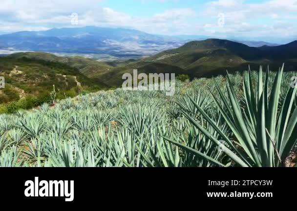 Agave distillation Stock Videos & Footage - HD and 4K Video Clips - Alamy