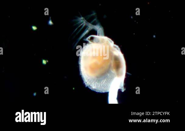 Microscopic macro microscope crustacean Stock Videos & Footage - HD and ...