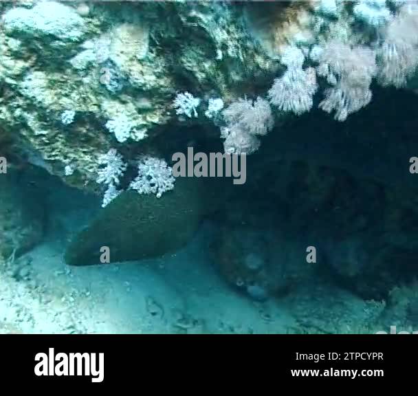 Giant Morey eel (Gymnothorax sp.) is very common for Red sea. Red sea ...