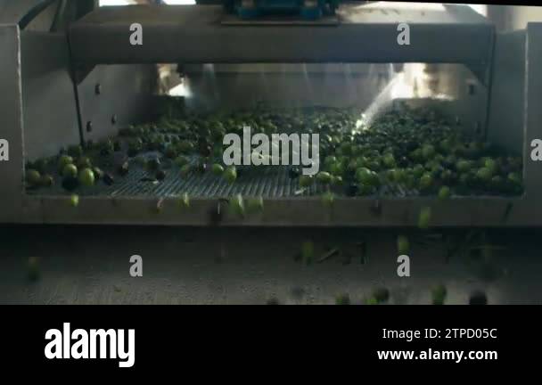 Step of production of extra virgin olive oil. Ripe green spanish olives ...