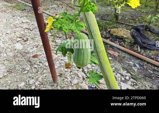Luffa gourd Stock Videos & Footage - HD and 4K Video Clips - Alamy