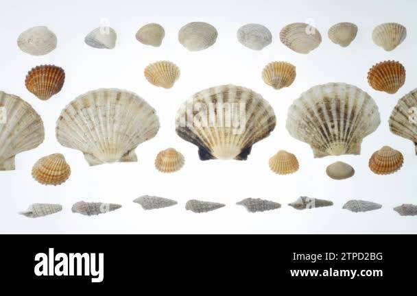 Sand shells bright summer Stock Videos & Footage - HD and 4K Video ...