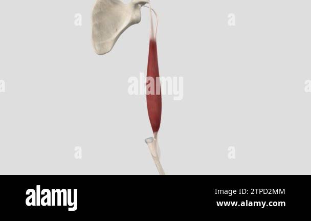 The biceps brachii (BB), commonly know as the biceps, is a large, thick ...