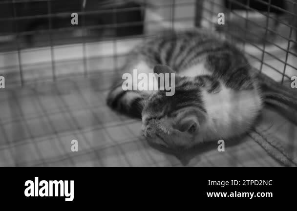 Poor animals Stock Videos & Footage - HD and 4K Video Clips - Alamy