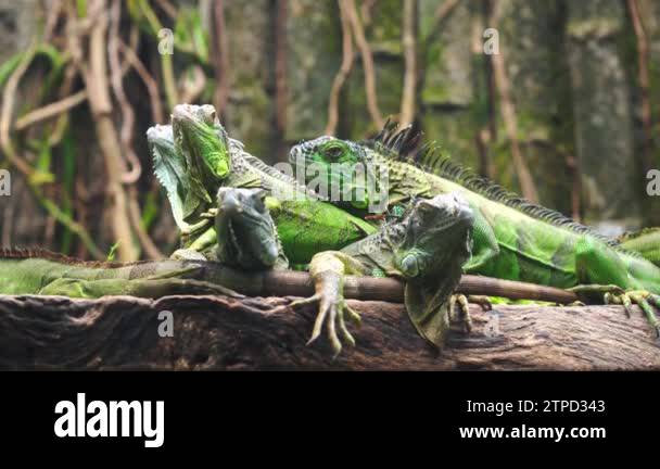 Spikey skin Stock Videos & Footage - HD and 4K Video Clips - Alamy
